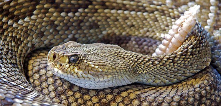 Malaria, Dengue, Bugs, Spiders, And Snakes In Panama