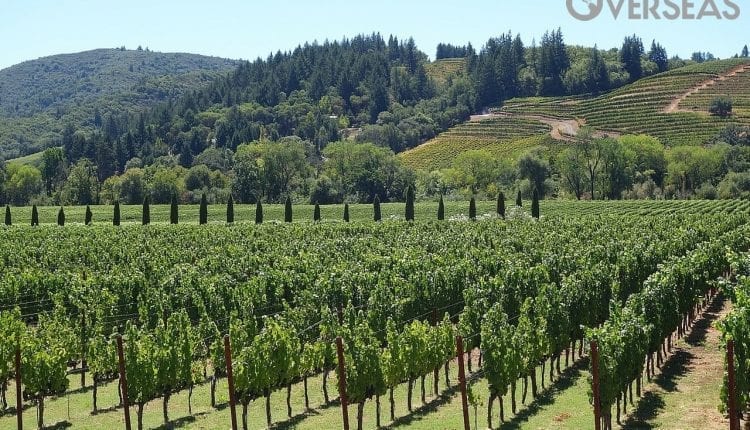 Touring The Colombian Wine Country