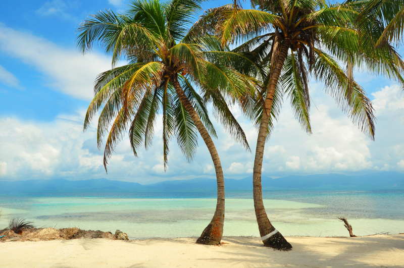Panama Palm Tree Trees