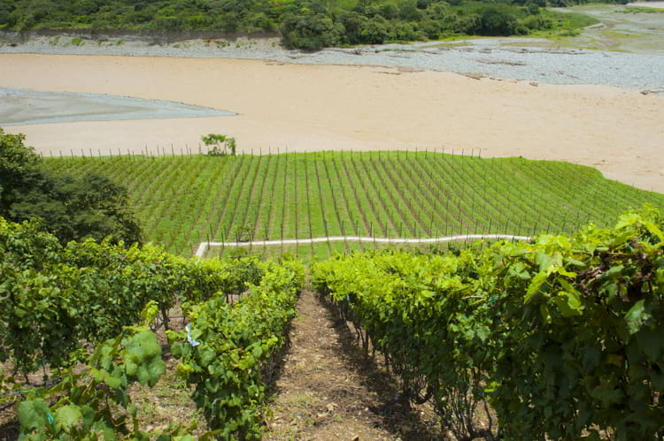 Colombian Wine Will Surprise Wine Lovers
